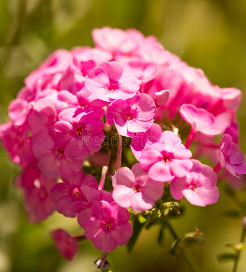 Flowe Cor-de-rosa Na Natureza Foto de Stock - Imagem de flora ...