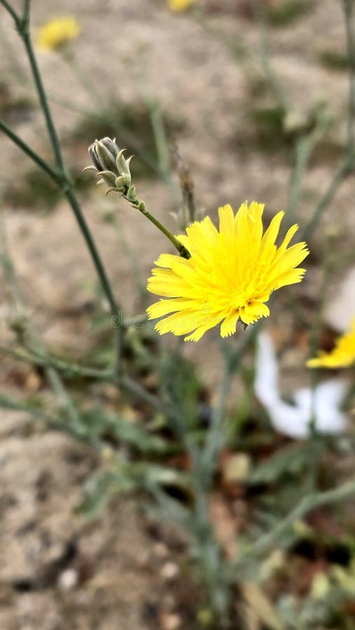 Flowe of desert stock image. Image of flowe, colour - 311988523