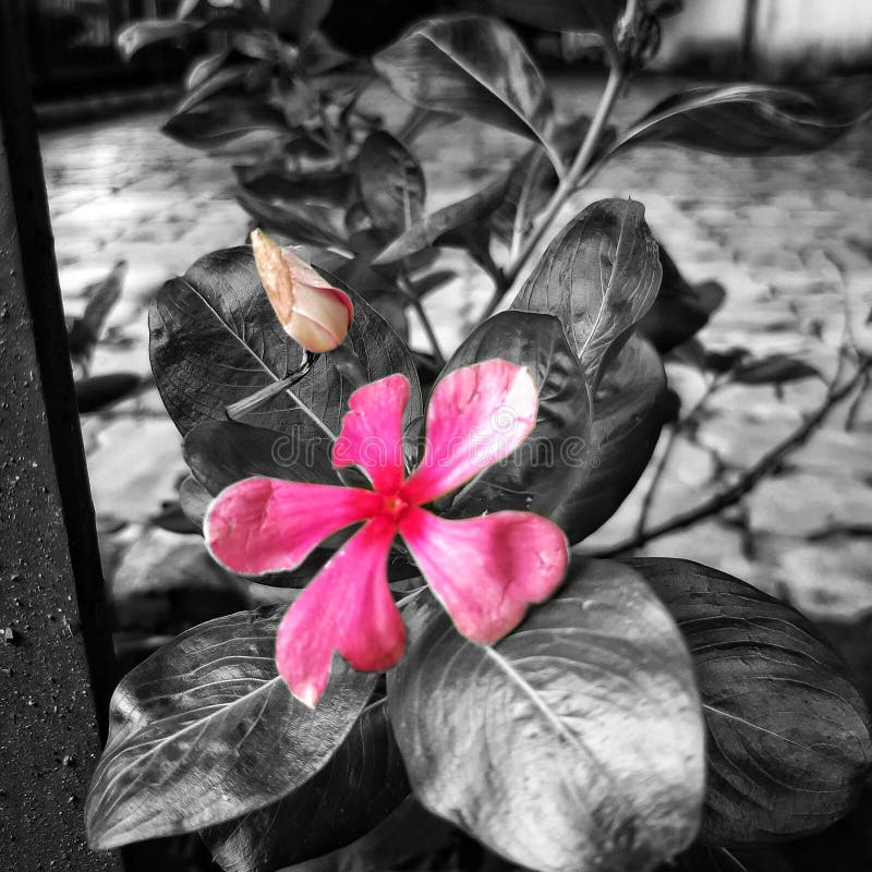Flowe Got into Focus with the Colour Splash and Making the Rest As a ...