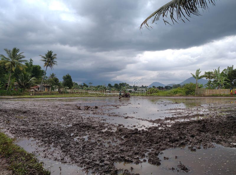 FLOWED FIELD stock image. Image of ricefiled, overcast - 263072383