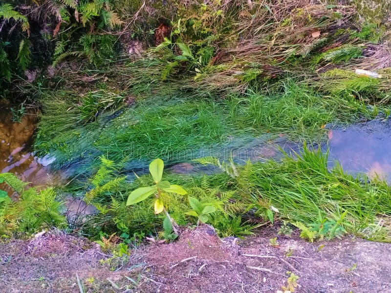 Flowed Water with Grasses on Water Stock Image - Image of water, green ...