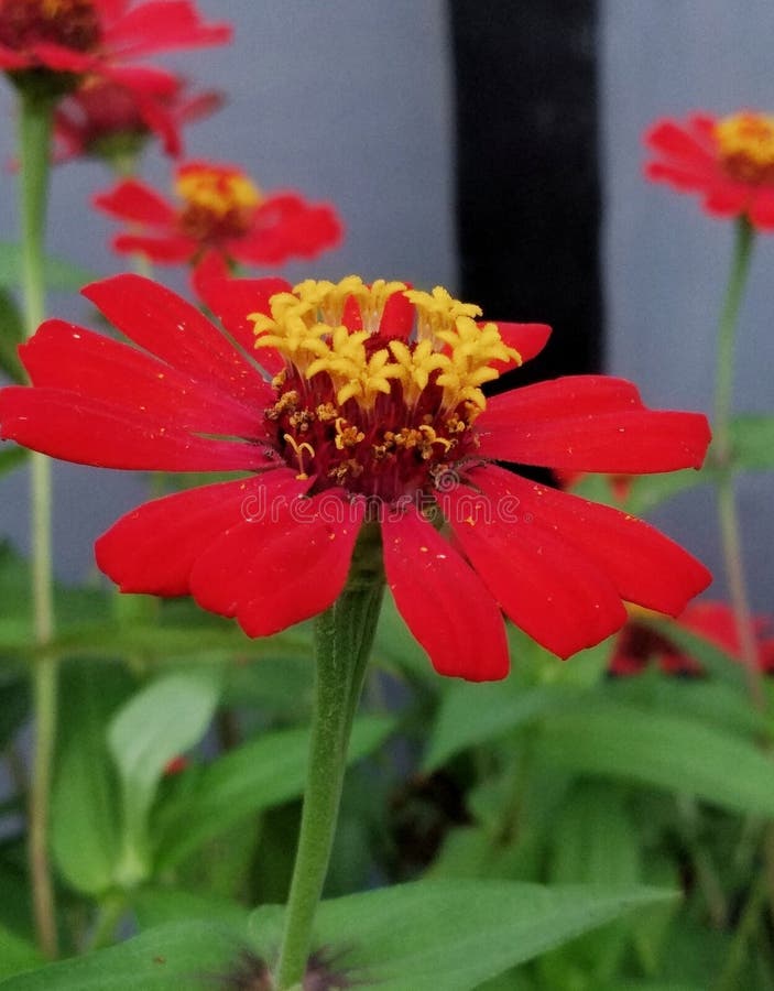 Outdoor Flowee Stock Photos - Free & Royalty-Free Stock Photos from ...