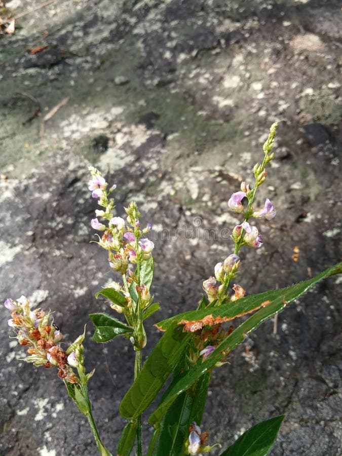 Flowee Plant Leaf Wildflower Stock Image - Image of wildflo, plant ...