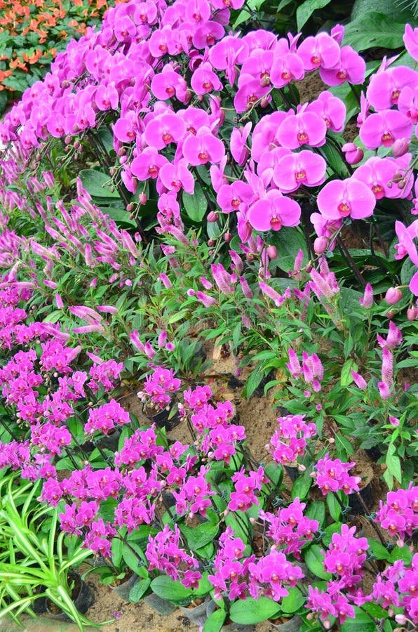 Flower 001 stock image. Image of gifts, flowers, frames - 25670217