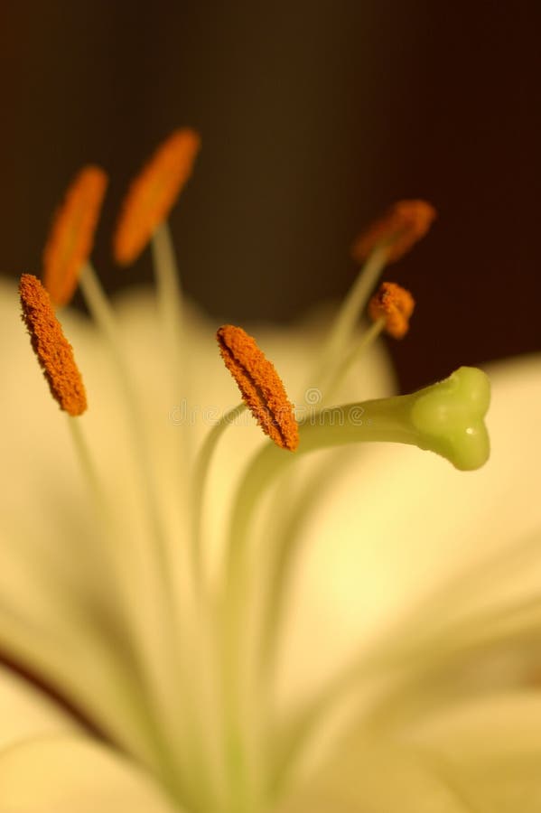 A flower stock photo. Image of stamen, green, beauty, white - 8076