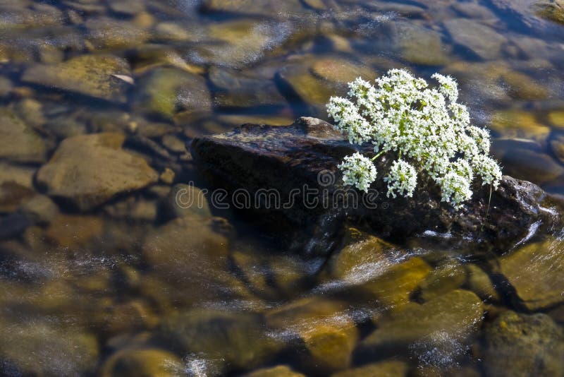 Tadpoles stock image. Image of biology, ecology, billabong - 66230145