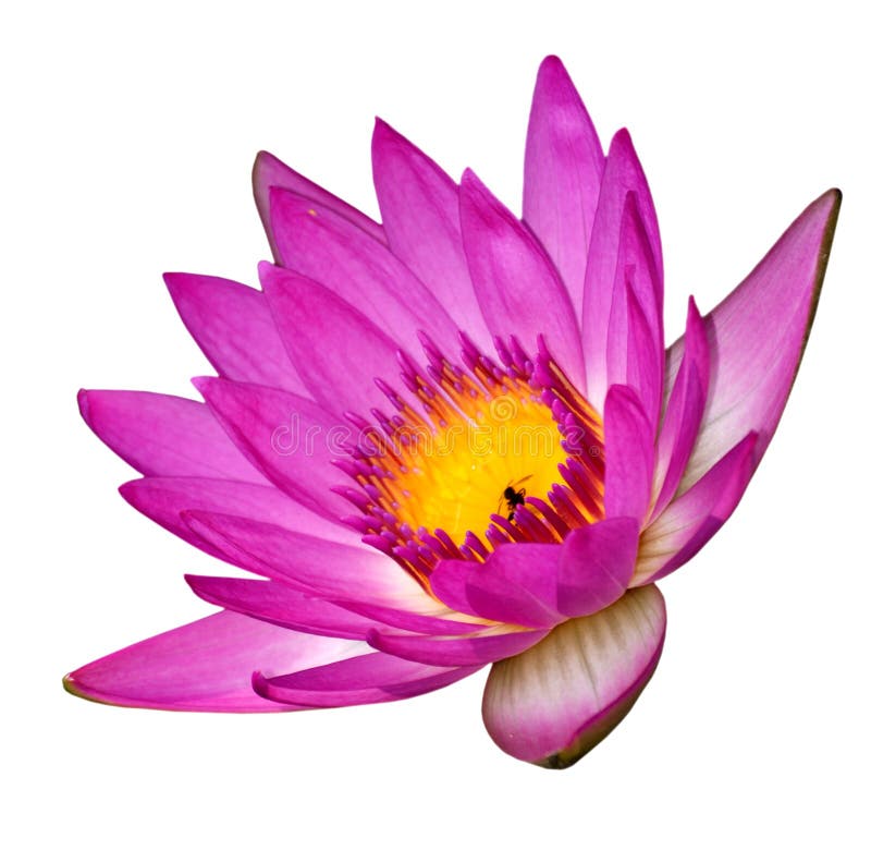 Nil manel flower stock photo. Image of nilmanel, srilanka - 123352384