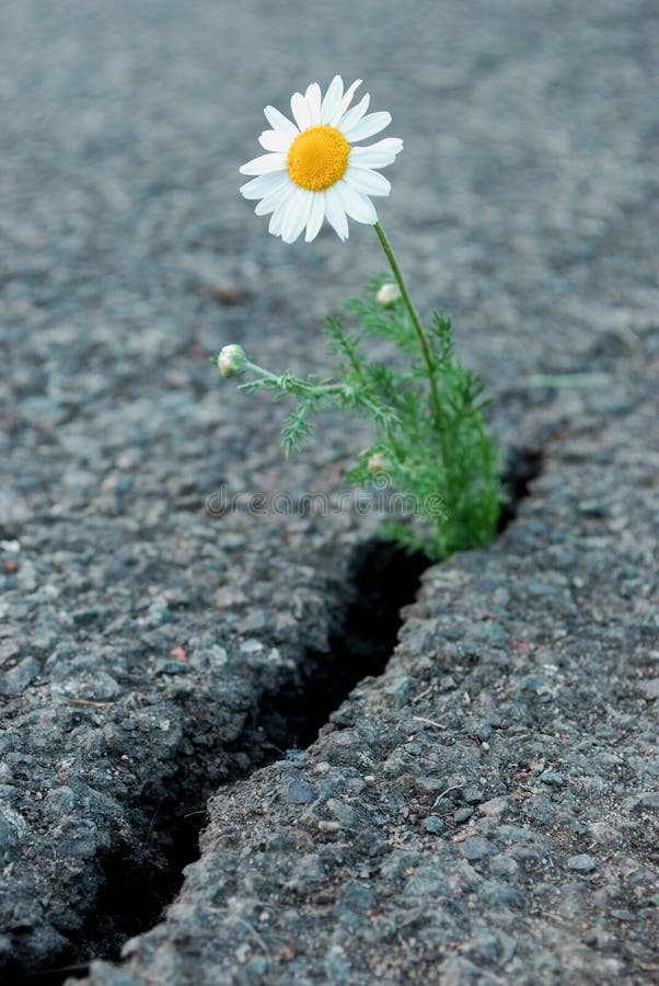 27,939 Flower Asphalt Stock Photos - Free & Royalty-Free Stock Photos ...