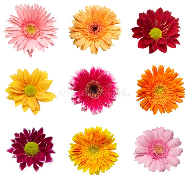 Flower collection stock photo. Image of nature, colorful - 9094284