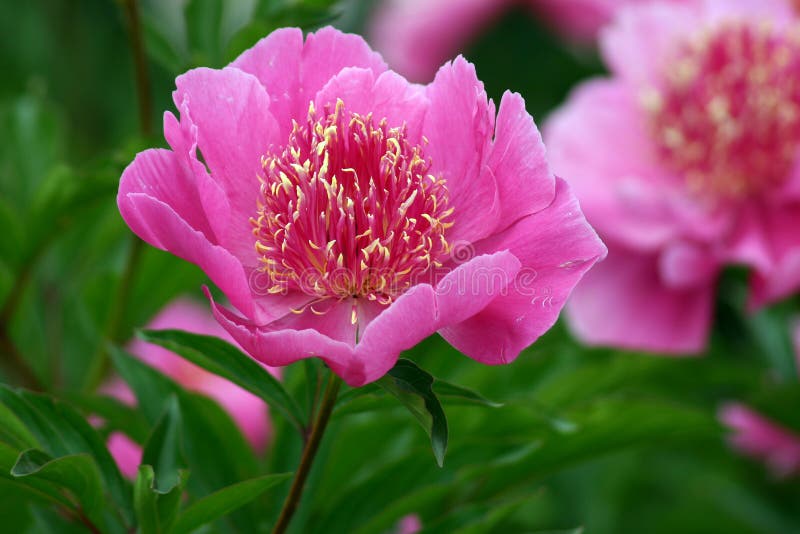 Rose Summerwind stock image. Image of flowering, rose - 16909083