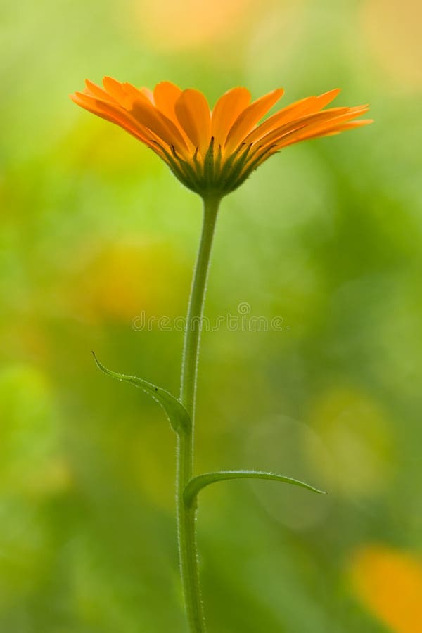 Flower stock image. Image of single, nature, flower, beauty - 20345917