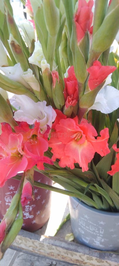 Flower ðŸŒ¹ Beautiful Tree Gulab Flowers Stock Image - Image of word ...