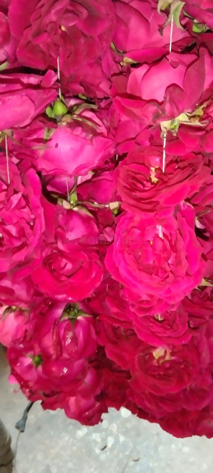 198 Gulab Flowers Stock Photos - Free & Royalty-Free Stock Photos from ...