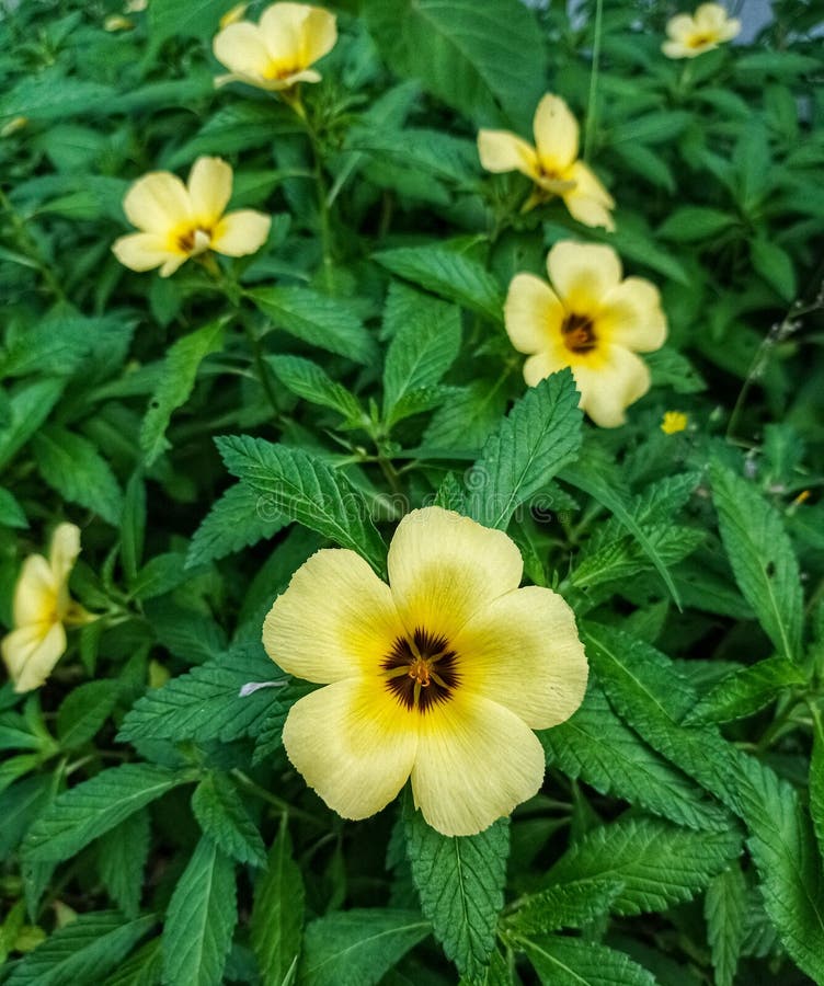 Flower at 8 am stock image. Image of turnera, plant - 215652405