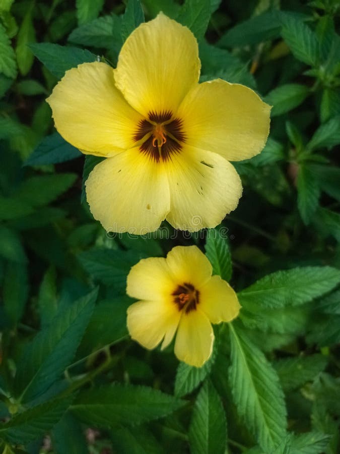 Flower at 8 am stock photo. Image of turnera, petal - 215652468