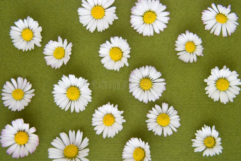 998 Floral 23 Flowers Stock Photos - Free & Royalty-Free Stock Photos ...