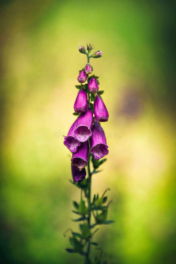 Detail of a Flower in Spring Time Stock Photo - Image of flower, bokeh ...