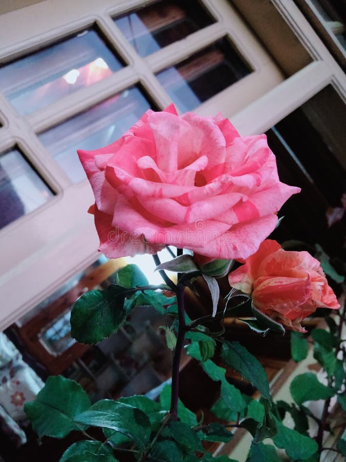 Flower 🌺 stock photo. Image of shows, rose, sample, express - 253222166