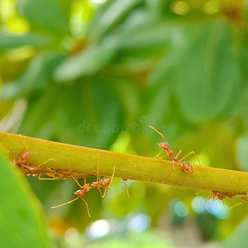 A Group of Industrious Ants Navigating Their Way Across a Slender ...