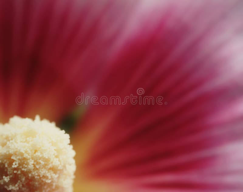 Flower Free Stock Photos & Pictures, Flower Royalty-Free and Public ...