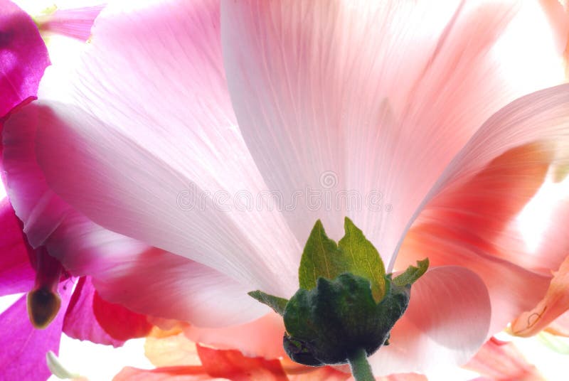 Flower vortex stock image. Image of garden, cyclical - 19158965