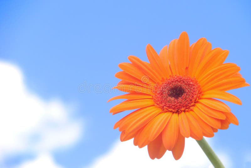 Orangel Flower Stock Photos - Free & Royalty-Free Stock Photos from ...