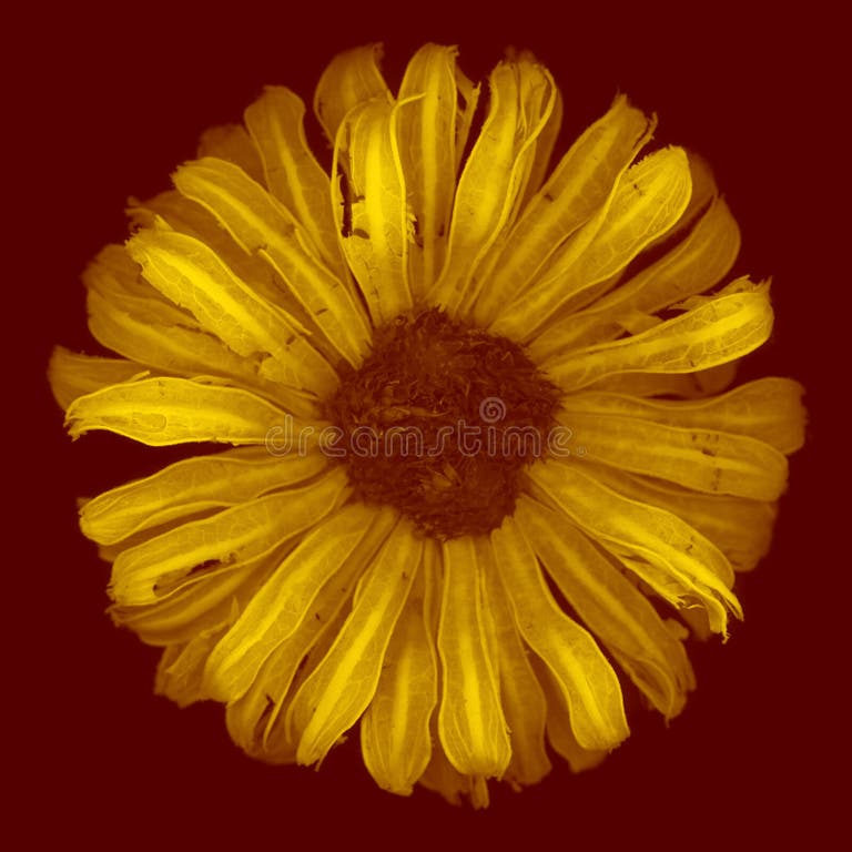 21,953 5 Fetals Flower Stock Photos - Free & Royalty-Free Stock Photos ...