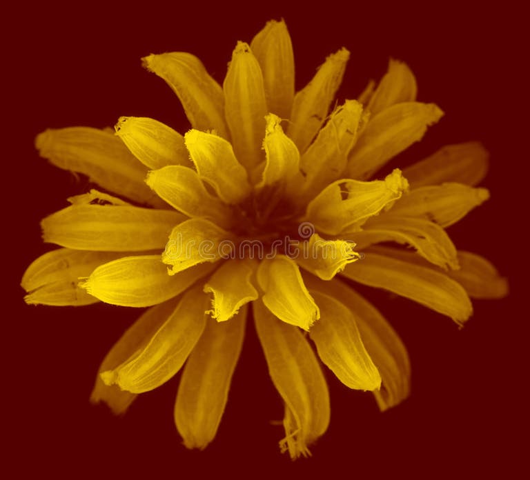 21,953 5 Fetals Flower Stock Photos - Free & Royalty-Free Stock Photos ...