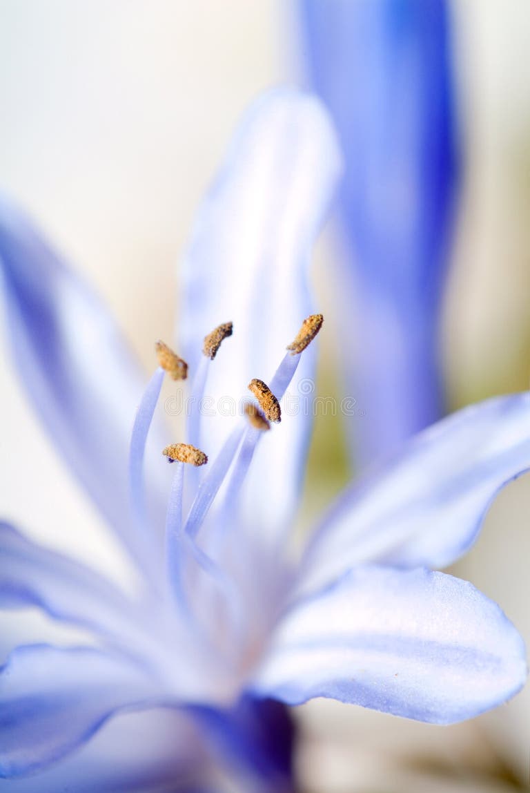 19,435 Corolla Flower Stock Photos - Free & Royalty-Free Stock Photos ...