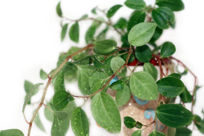 Flower stock photo. Image of cole, mead, fields, acre - 4533902