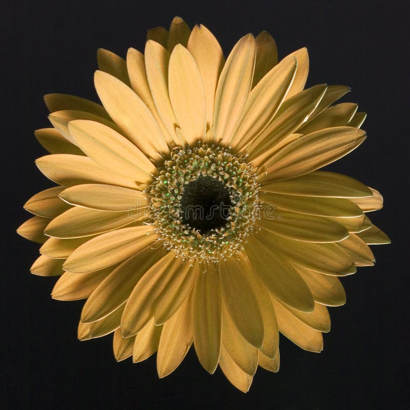 Flower of a Tulip Appearing through on the Sun Stock Image - Image of ...