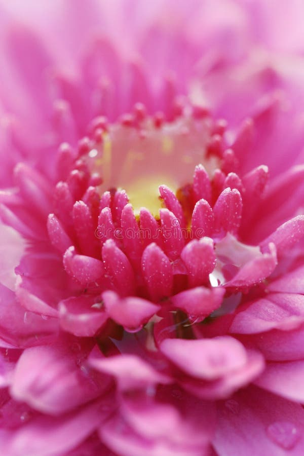 8+ Empathy flower Free Stock Photos - StockFreeImages