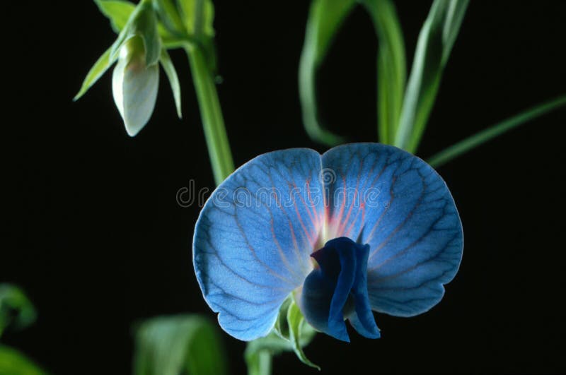 Pea flower stock image. Image of colour, color, summer - 210911