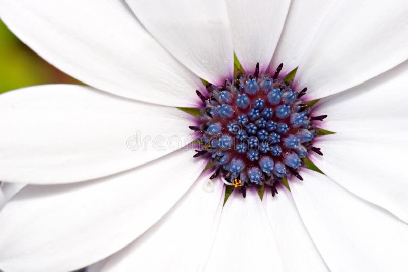 Pure flower stock image. Image of color, petal, calix, nature - 627