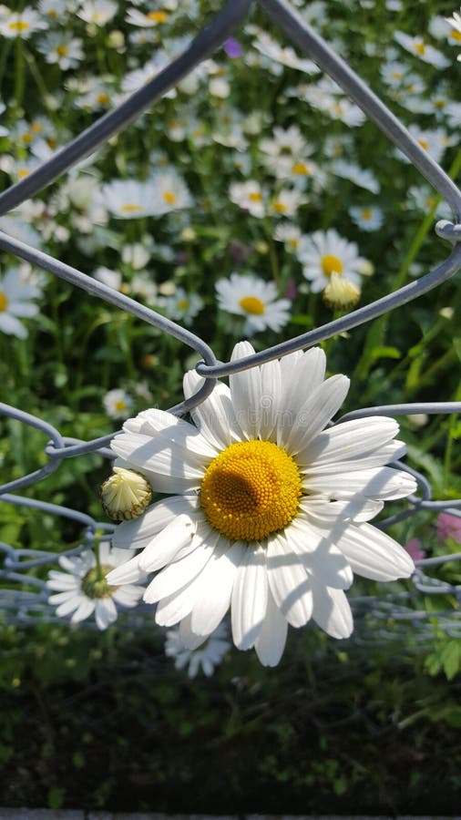 Lep Dan Stock Photos - Free & Royalty-Free Stock Photos from Dreamstime