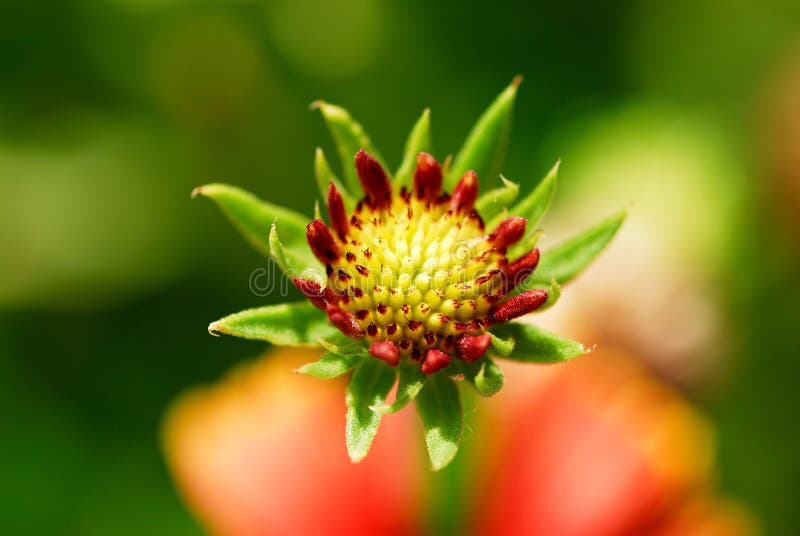 256 Bounce Flower Stock Photos - Free & Royalty-Free Stock Photos from ...