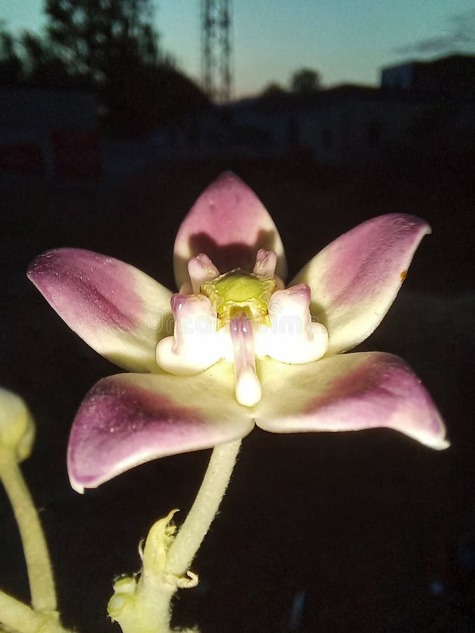 Flower Aak in india stock image. Image of india, beautiful - 217712605