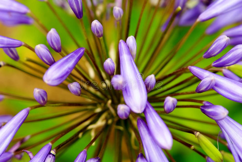 Flower Abstract stock image. Image of life, green, beauty - 4421765