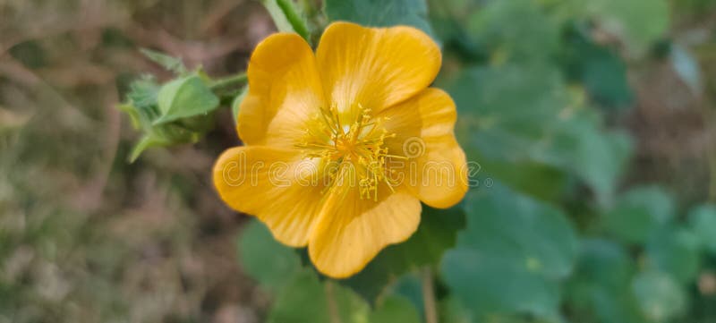 Flower of Abutilon Indicum -Double-Toothed Mallow is a Shrubby Herb ...
