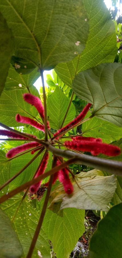 Flower Acalypha hispida stock photo. Image of acalypha - 291156212