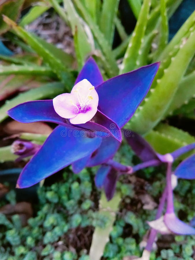 The Flower of the Adam Hawa Plant is Light Purple Stock Photo - Image ...