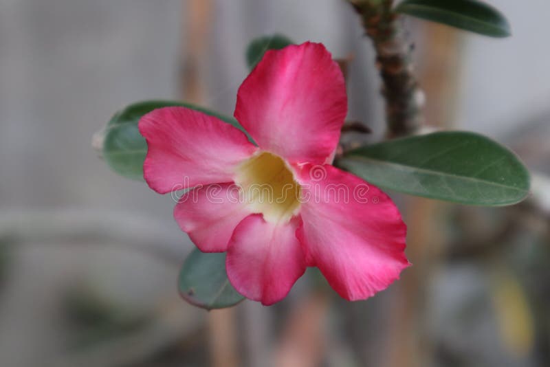 Flower Adenium Red Color Bloom Stock Image - Image of bloom, botanical ...