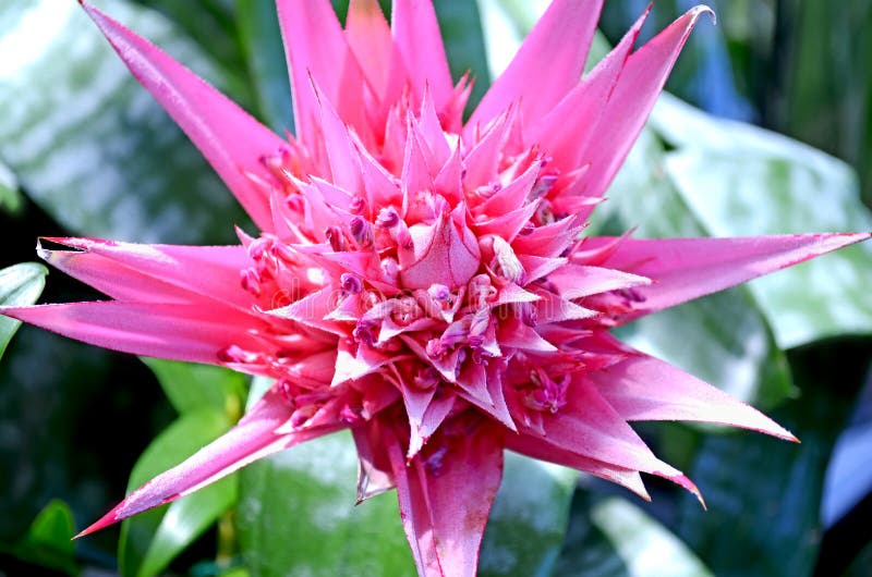 Flower of Aechmea Gamosepala, Bromeliad in the Garden Stock Photo ...