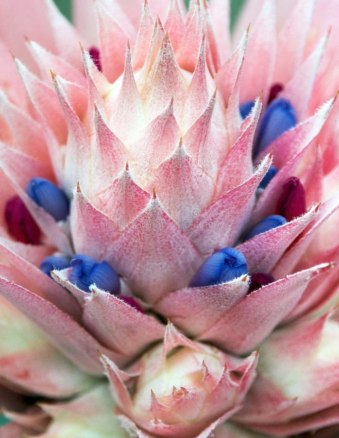 Flower Aechmea Fasciata Bromeliad Stock Photo - Image of cactus ...
