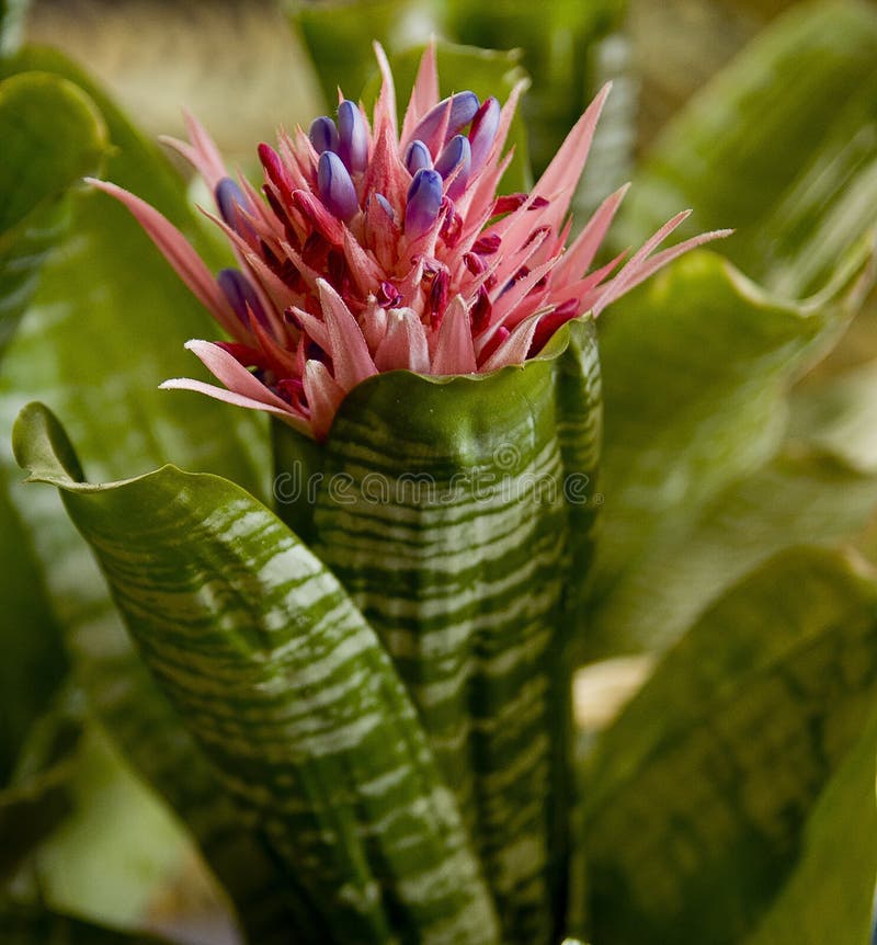 Flower_Aechmea stock photo. Image of violet, blue, bromeliad - 59298782