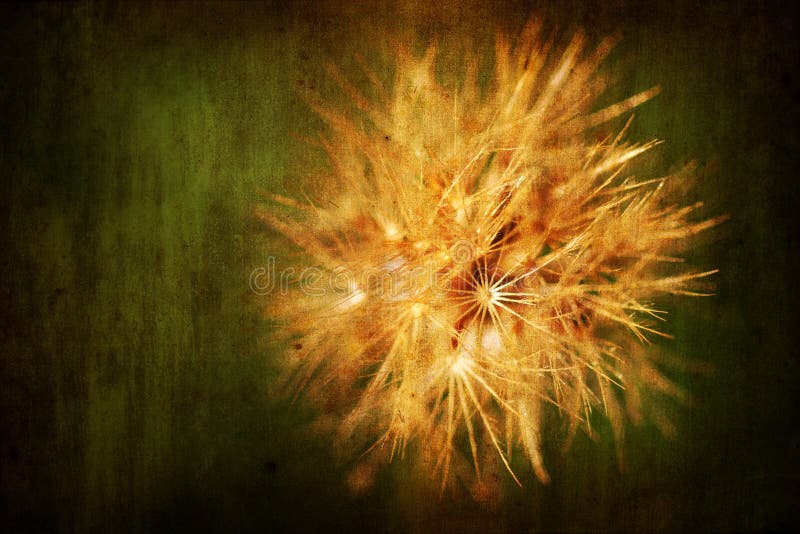 Flower With Aged Grunge Texture Stock Illustration - Illustration of ...