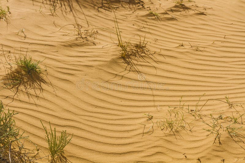 Sahara spring stock image. Image of wildlife, desert - 93462789