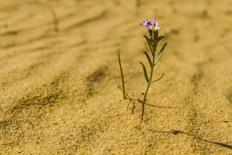 Sahara spring stock photo. Image of sand, pink, desert - 93609272