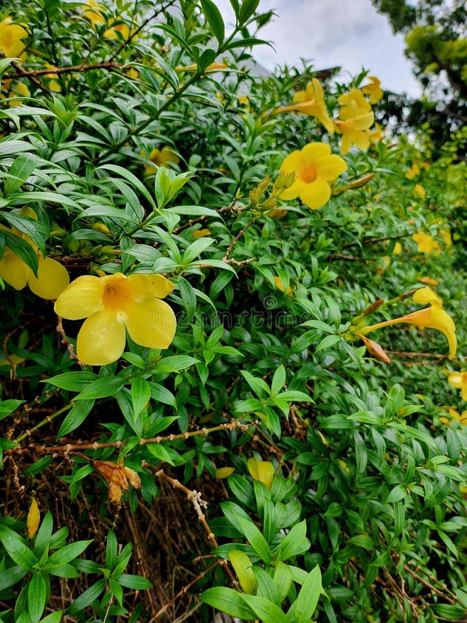Flower Allamanda Cathartica Stock Photo - Image of yellow, allamanda: 371269024