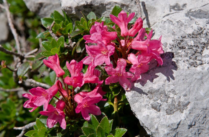 Flower in Allgauer Alpen , Germany Stock Image - Image of plants ...